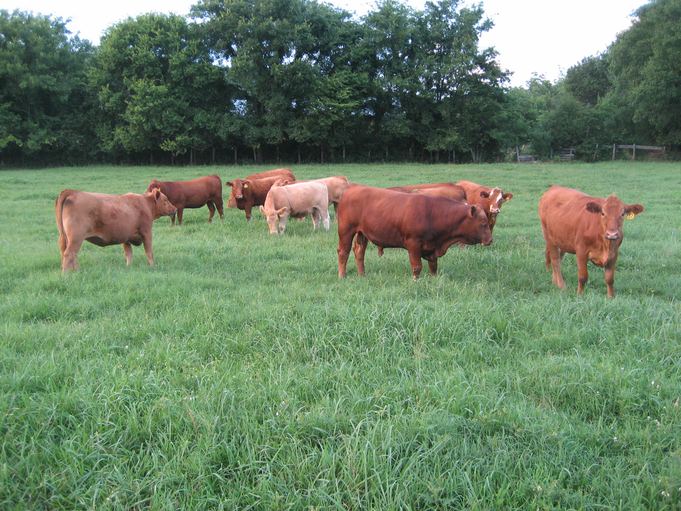 View Glendale Farm Cattle in Alabama