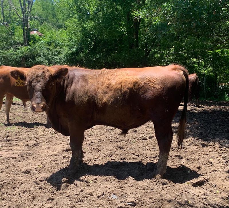 Private treaty cattle in Alabama - Glendale Farm